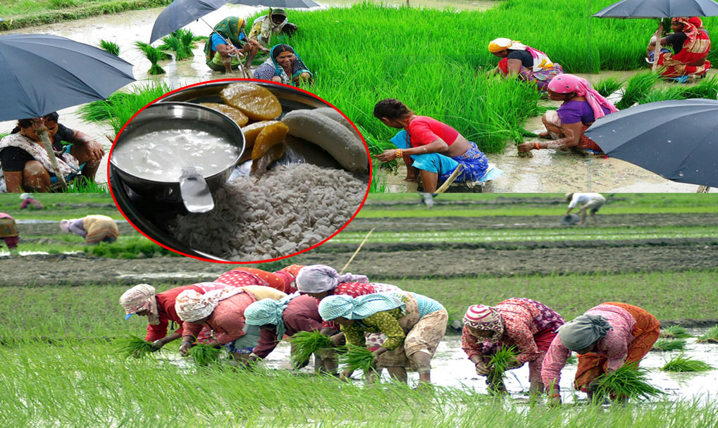 आज असार १५ : राष्ट्रिय धान दिवस, दही चिउरा खाएर मनाईदै